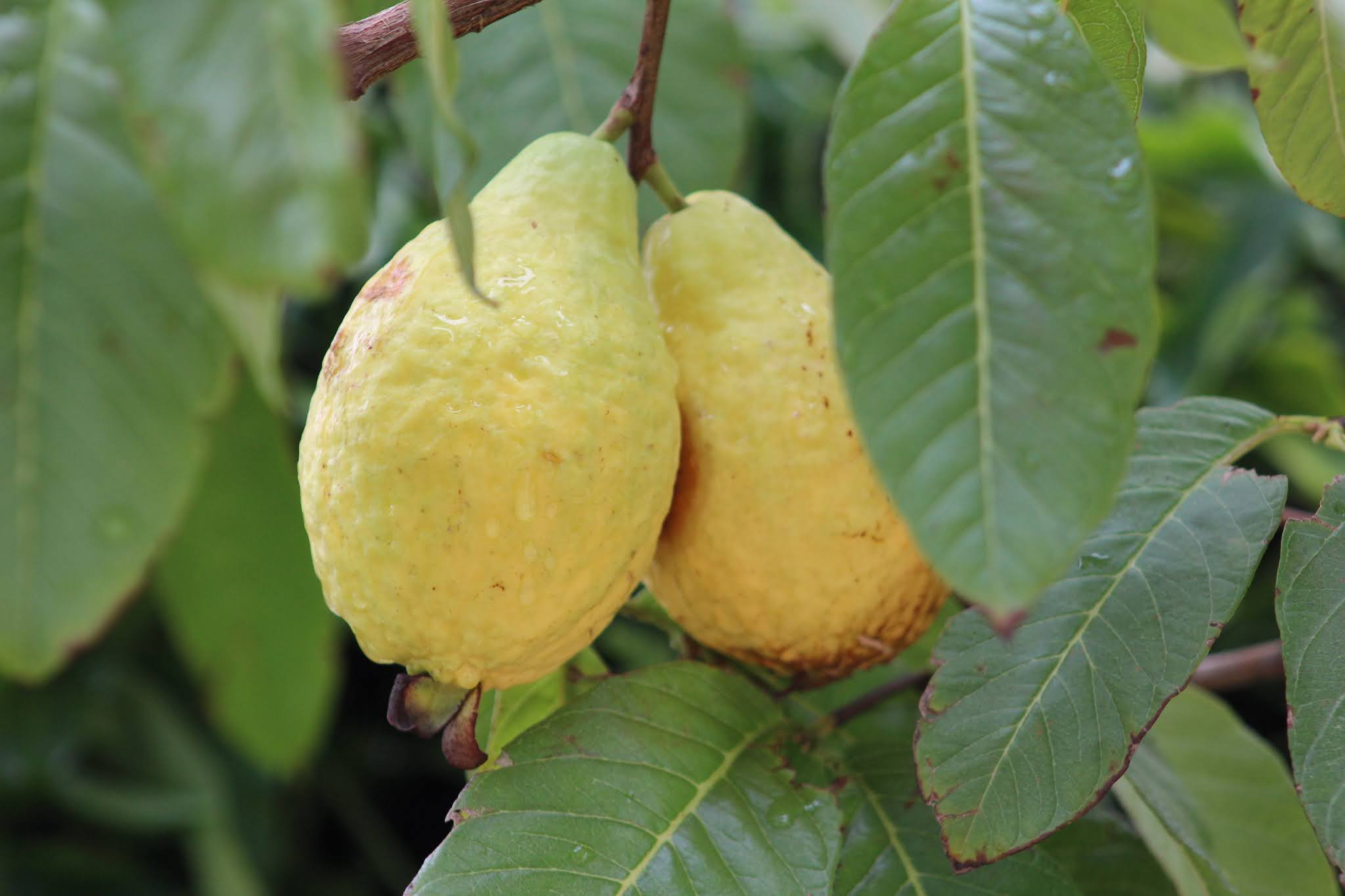 Perfumes y luces de Extremadura: Psidium guajava, Guayaba limón. Mis ...