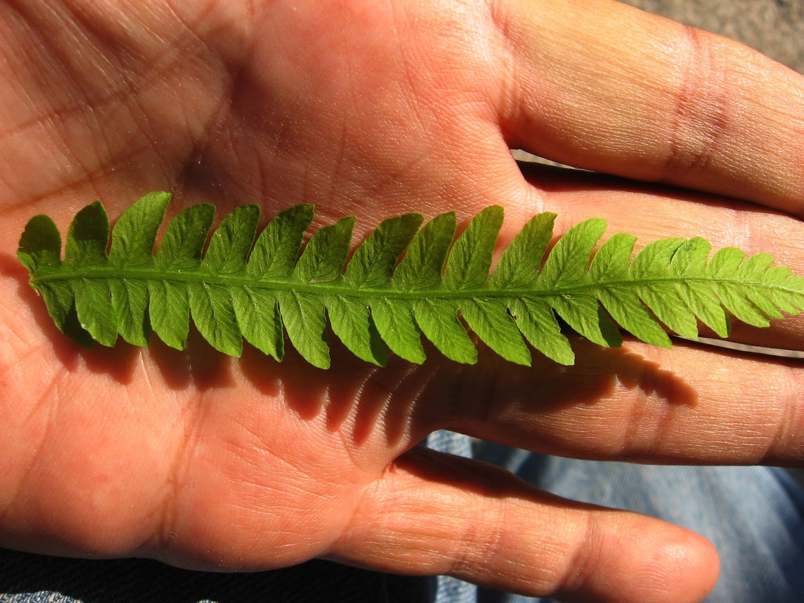 Tangled Web: Ostrich Fern (Matteuccia struthiopteris)