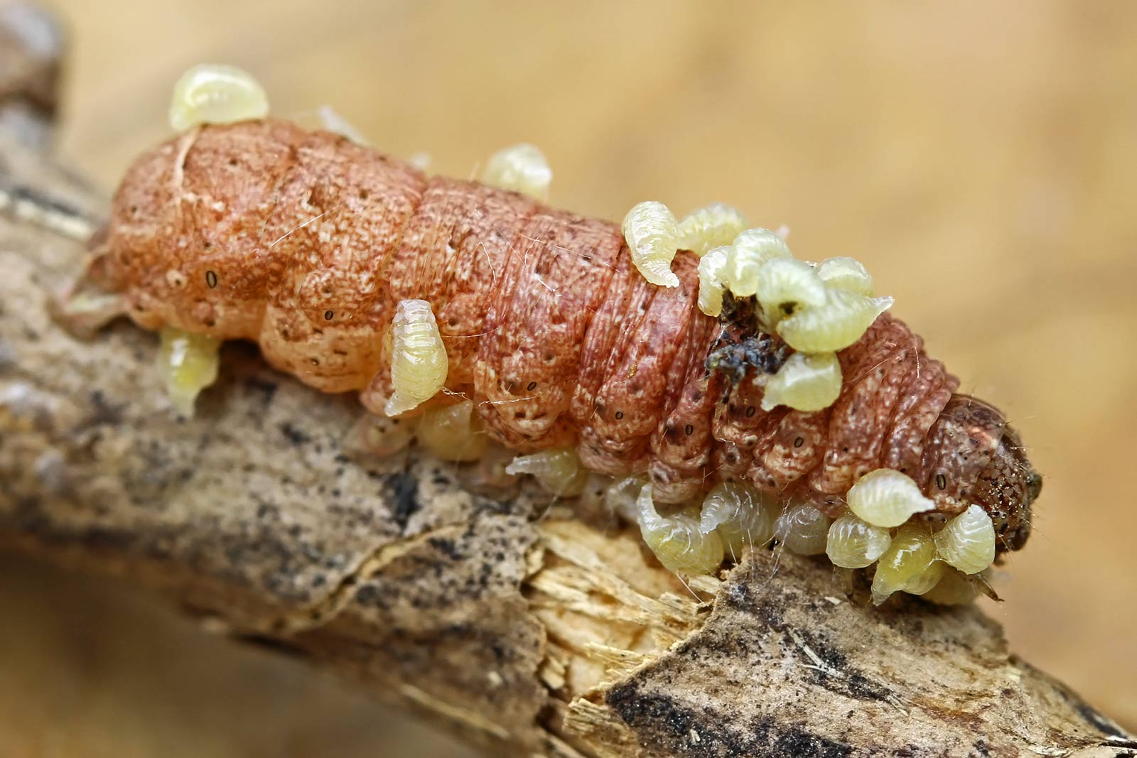 L'Hort de Miravet: FAUNA AUXILIAR III: PARASITOIDES