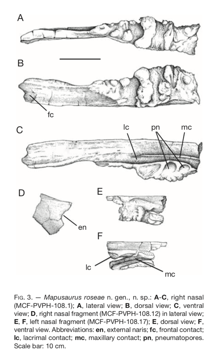 My Prehistoric Saga: What If: Are Giganotosaurus and Mapusaurus the ...