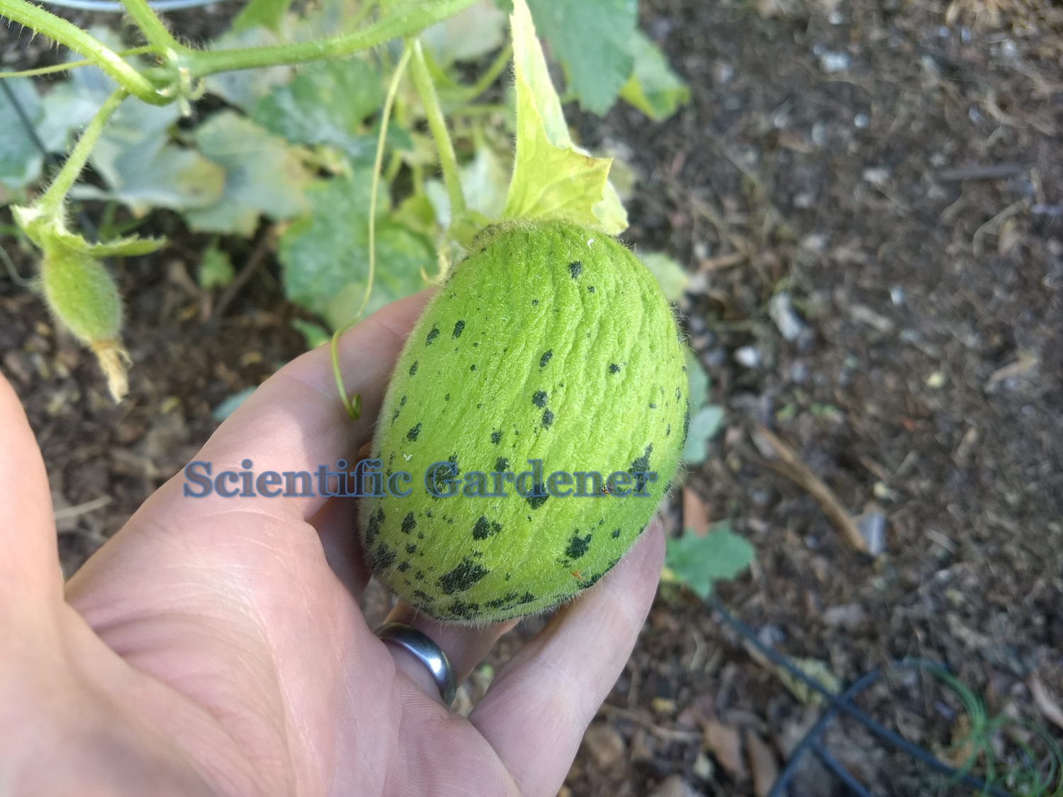 The Scientific Gardener: The Turkish Tursuluk Kelek in the Chicken Garden