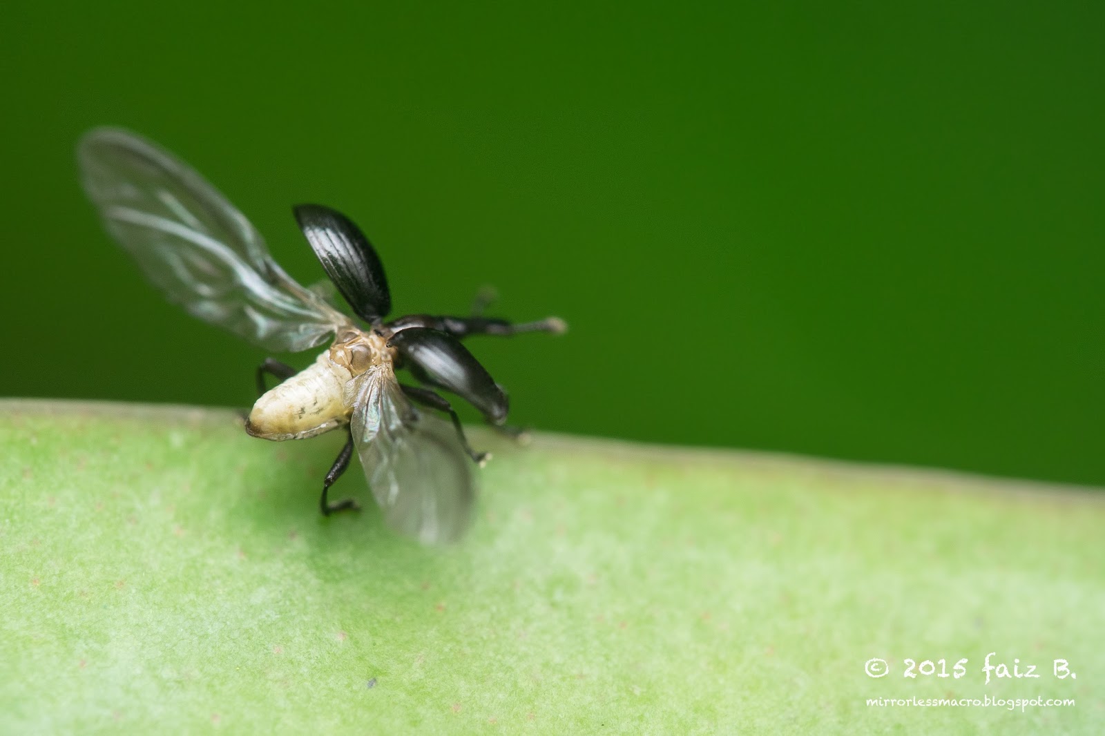 Mirrorless Macro Photography: The Natural Gem of Australia ...