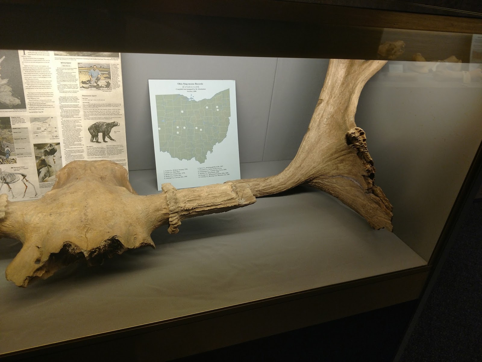 Travels of a Hobgoblin Taphophile: Stag-Moose Exhibit - Ohio History Center