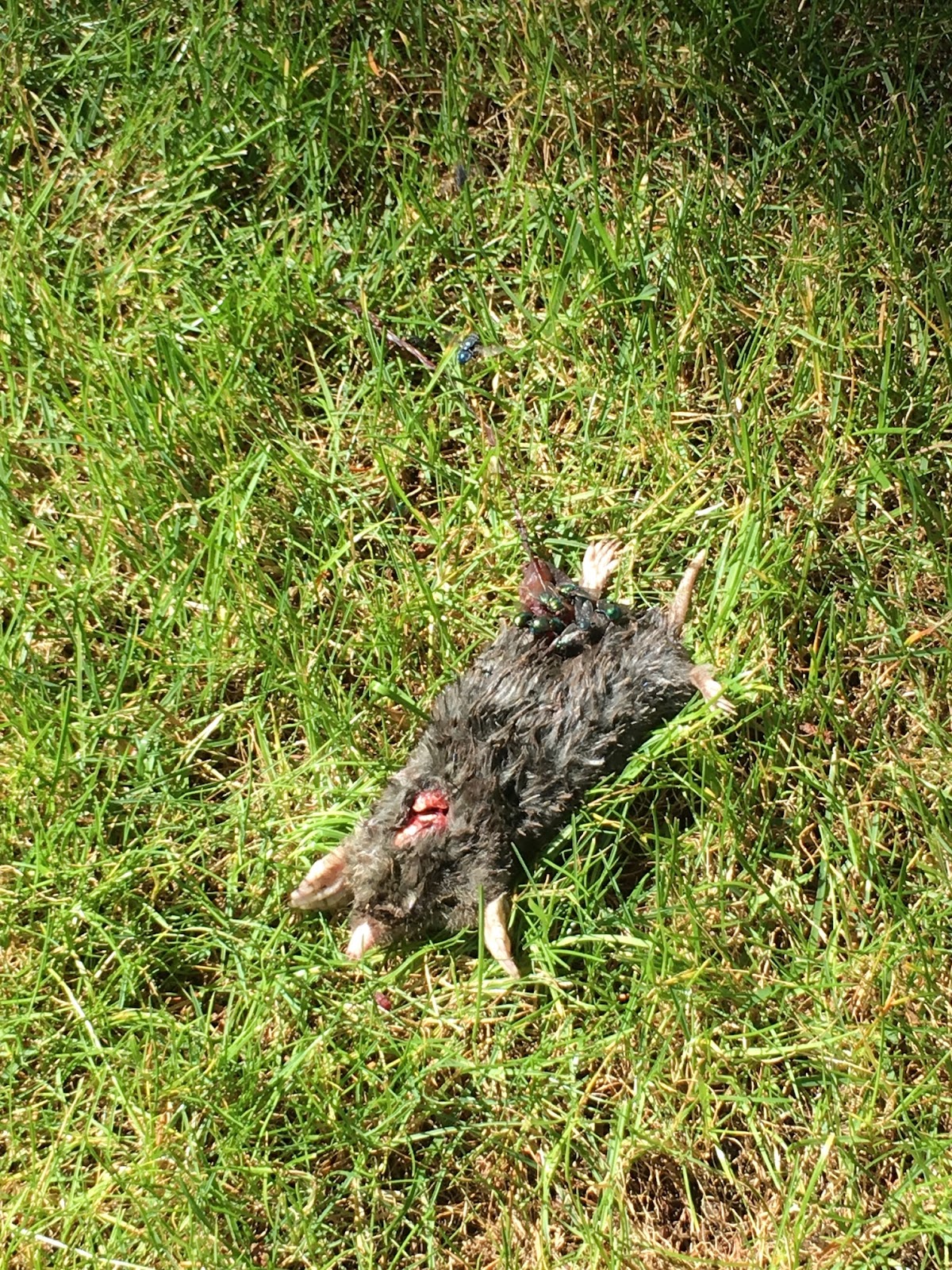 Shoreline Area News: The Curious Mystery of a Dead Mole