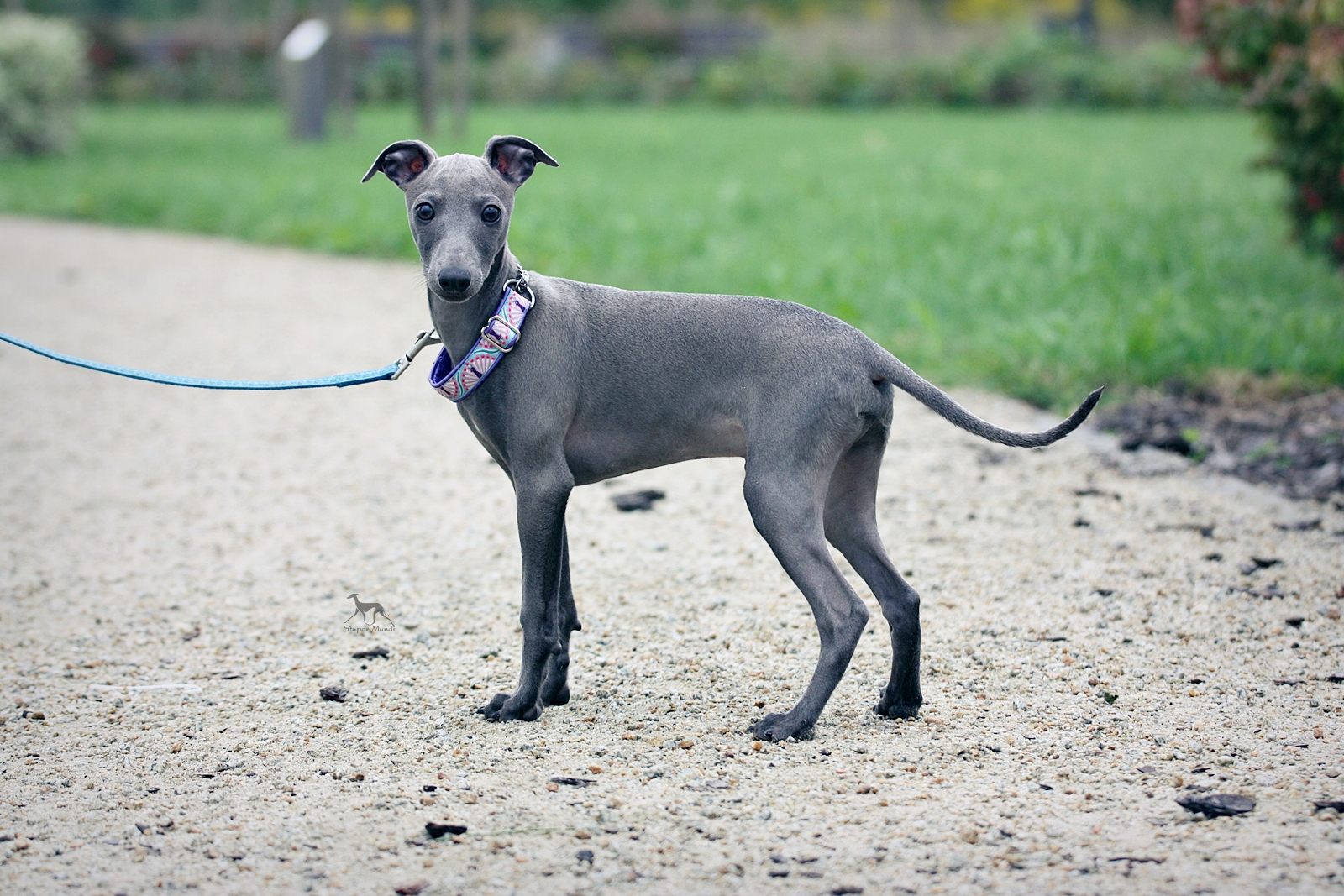 Charciki Włoskie STUPOR MUNDI hodowla charcików włoskich charciki ...