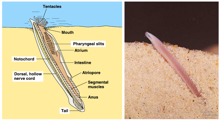 BIOLOGIA PARA A VIDA : CORDADOS 2