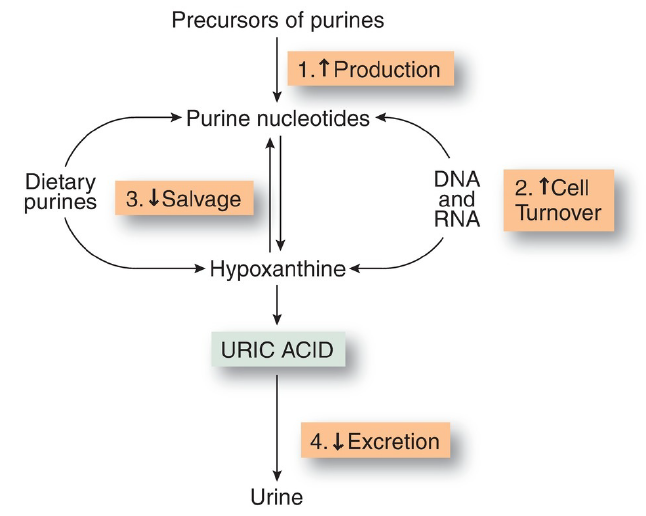 Hiperurisemia dan Gout - Etiologi sampai Diagnosis