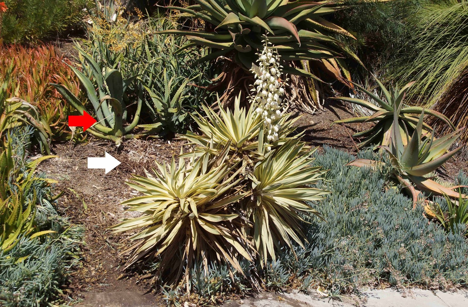 Rehabbing/Re-rooting A Mature Yucca 'Bright Star'