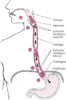 ¿A dónde va lo que comemos? El sistema digestivo