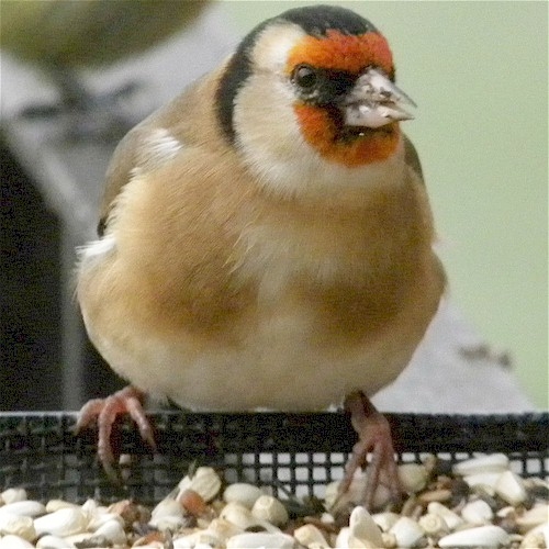 The Plural Of Hyena: Fat Birds