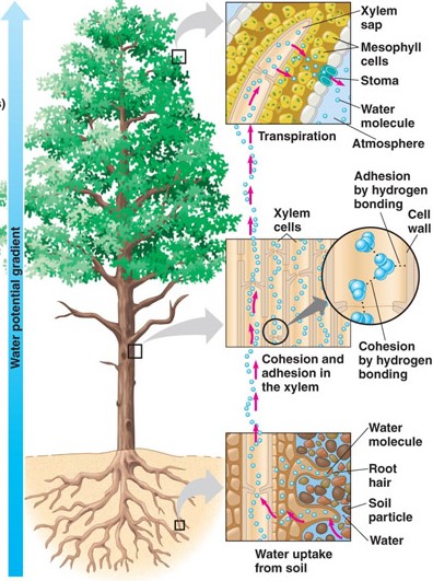 Plant Physiology: The upward movement of water in plants