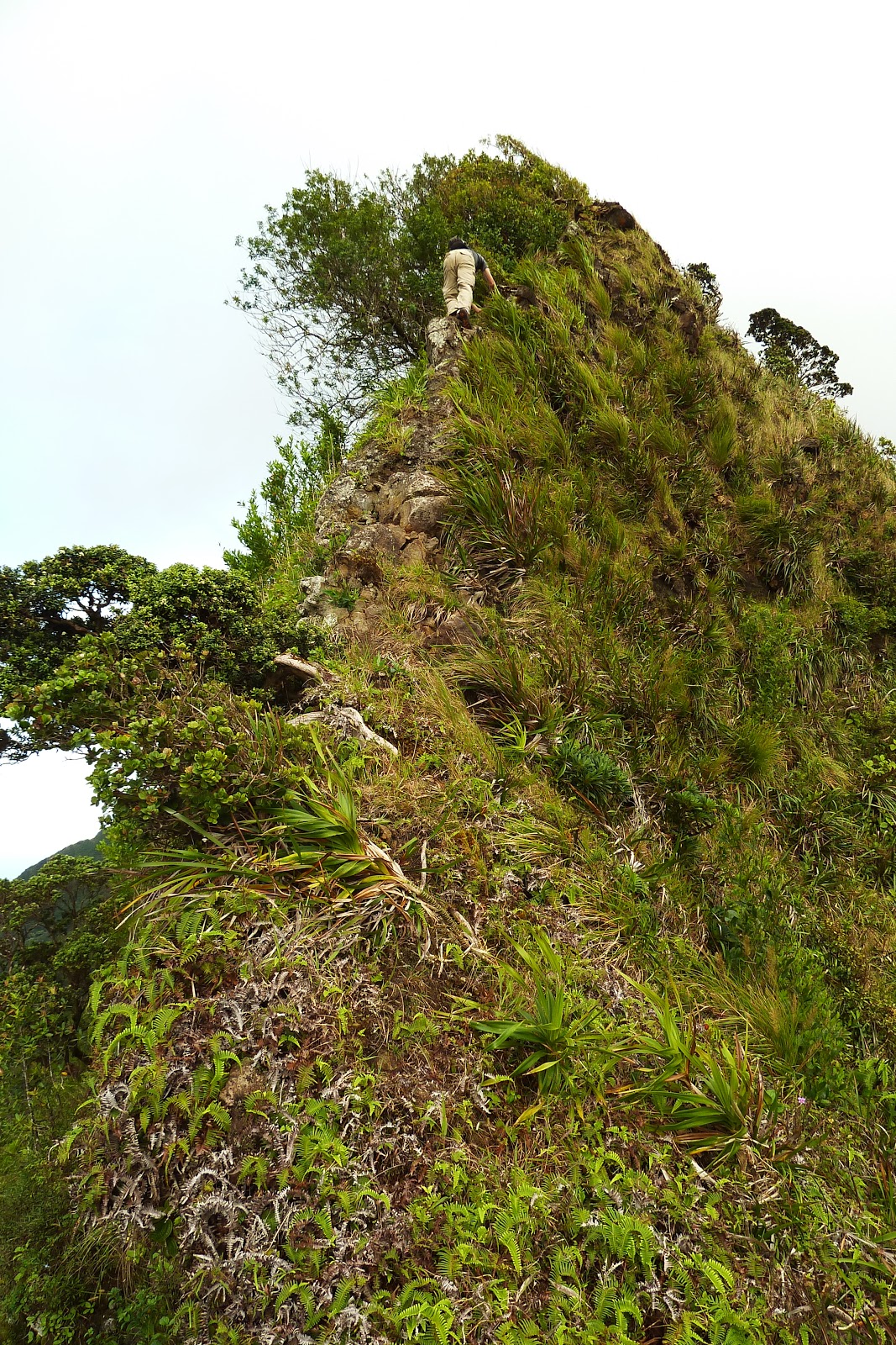 DGC's Hawaii Hiking Tales: 5-15-2011: Pali Puka to Lanihuli