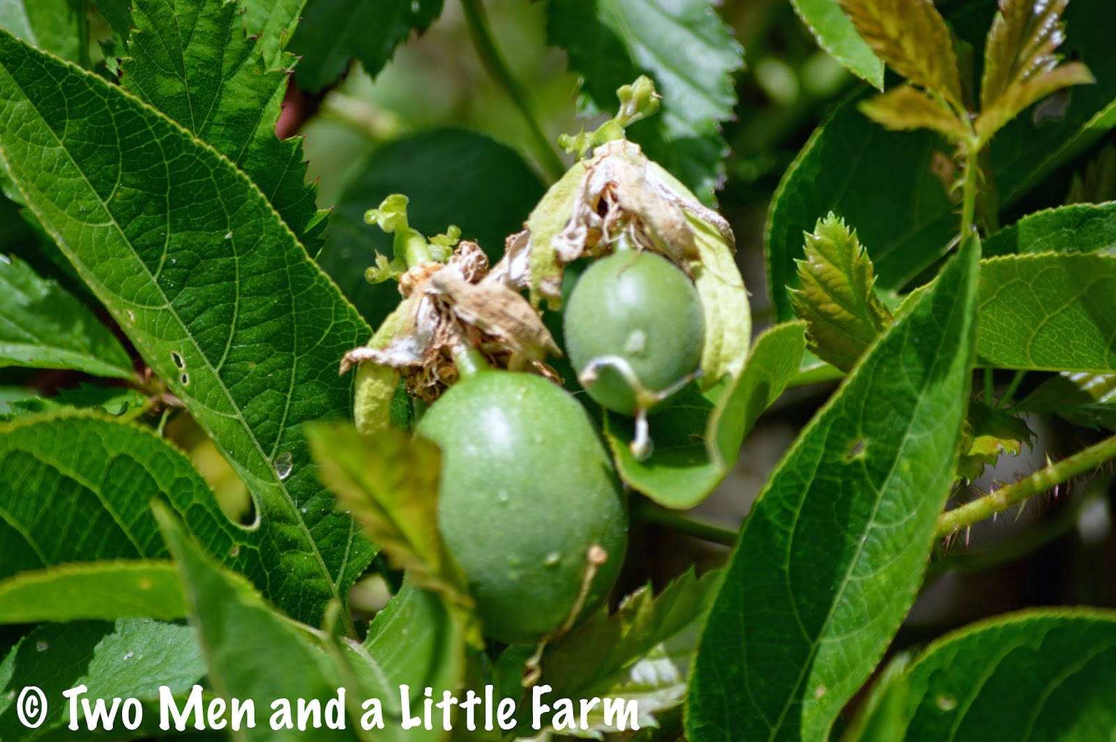 Two Men and a Little Farm: MAYPOPS GROWING WILD