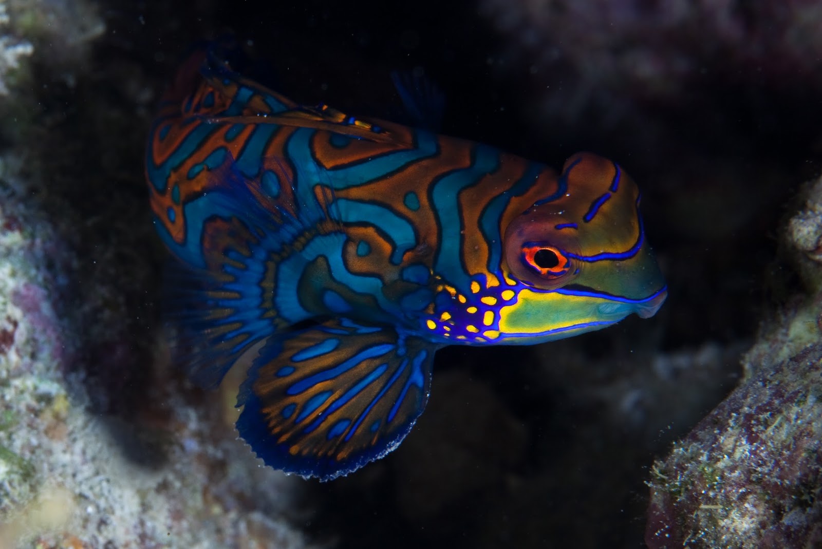Beauty of Nature : Synchiropus Splendidus (Mandarinfish), Is it Poisonous
