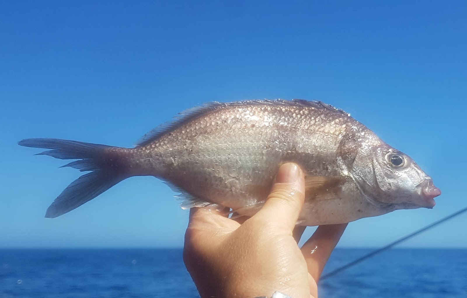 El Mar Argentino Maffeis Oscar: 200912