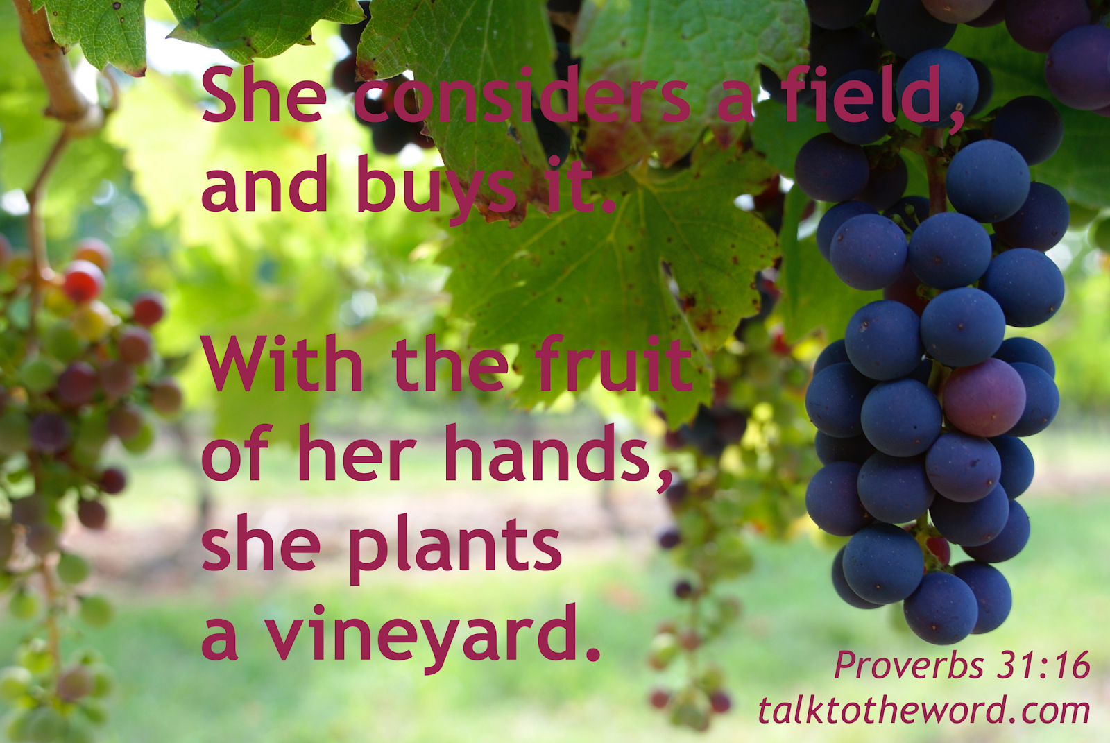 Proverbs 31 16 proverbs-31-16