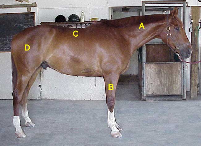 The Glorious Hoof: Posture and Conformation