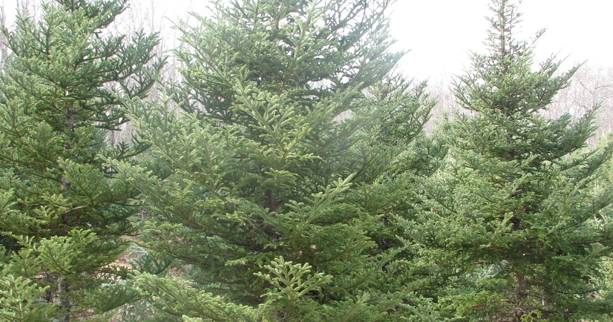 Seeing Jesus: A Tale of Two Trees