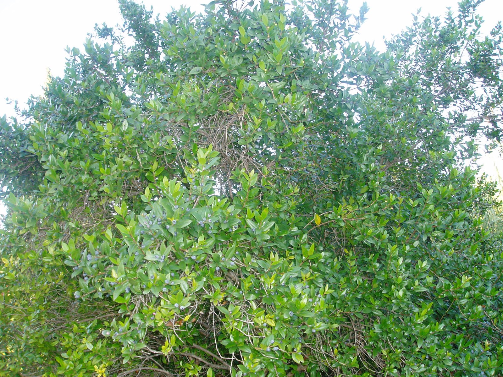 ARBUSTI E PIANTE: Scheda (Mirto - Myrtus communis)