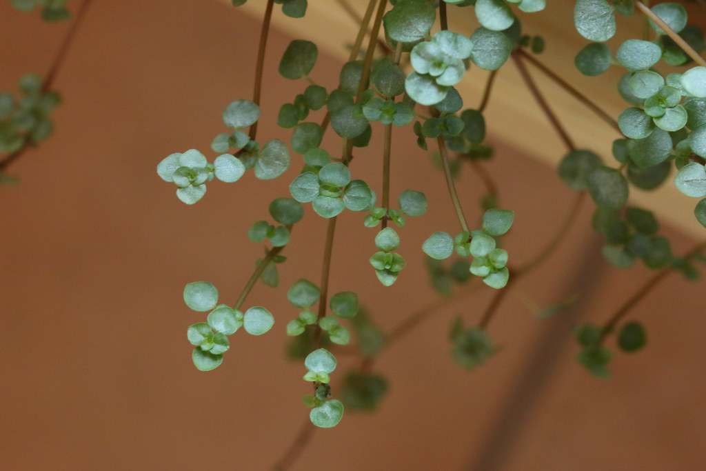 Pilea plant care and culture | Travaldo's blog