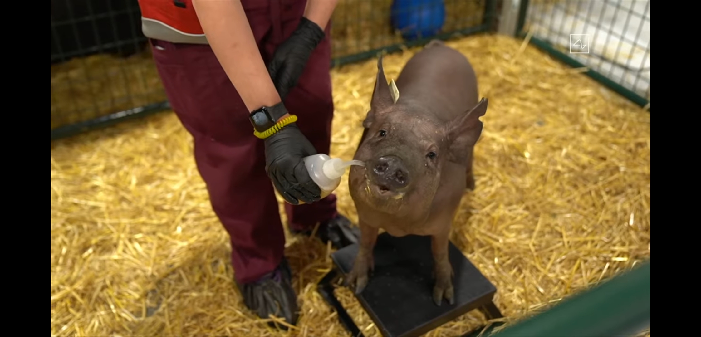 Neuralink : Musk reveals pigs in his demonstration