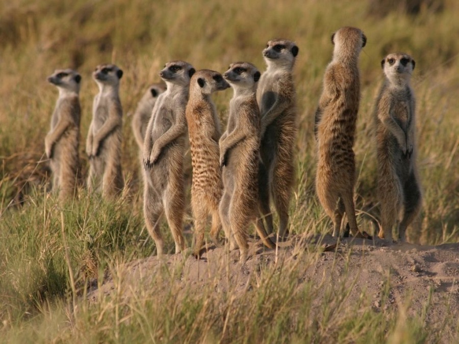 TVL: ANIMAL DA SEMANA - Suricato