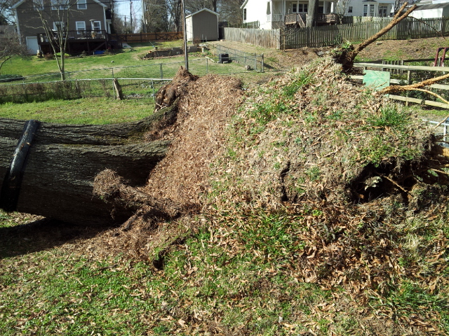 The Wandering Arborist: Anatomy of a Tree Failure