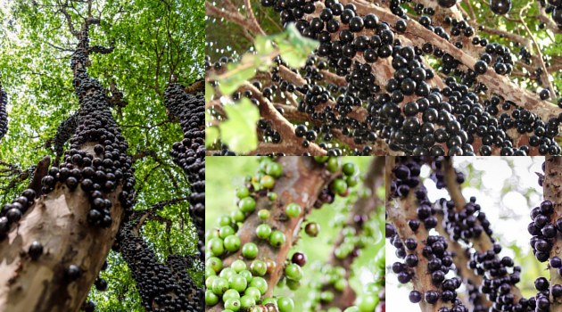 Unik, anggur di Brazil ini berbuah di seluruh batang pokok