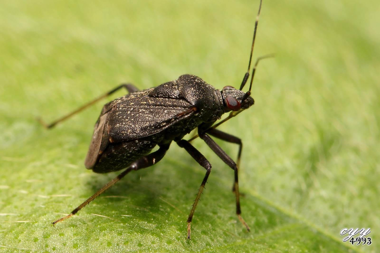 cyy4993: Mirid Bug [Miridae] 盲椿