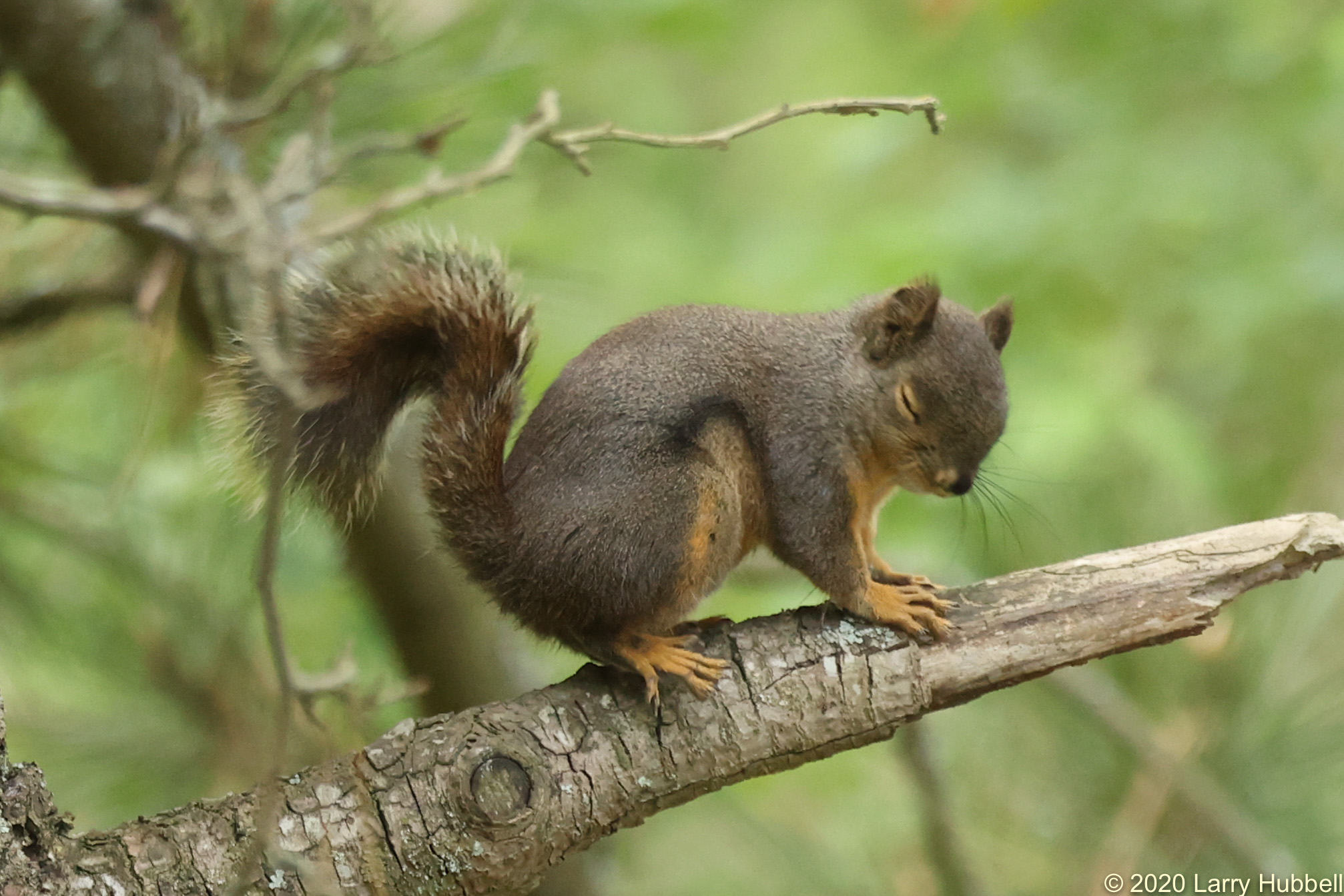 Union Bay Watch : A Chickaree Resurgence