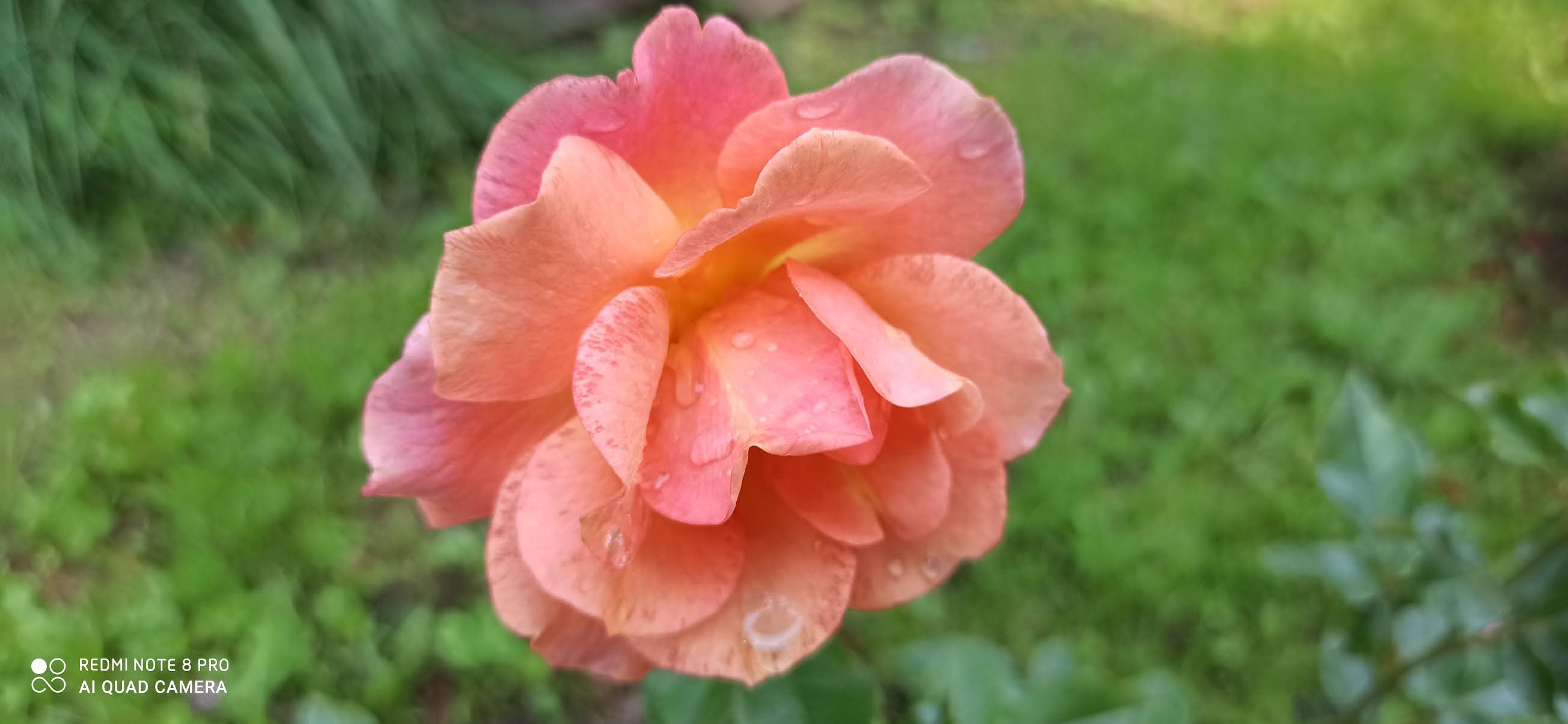 Ranczo Elma: Róża (Rosa) Lambada