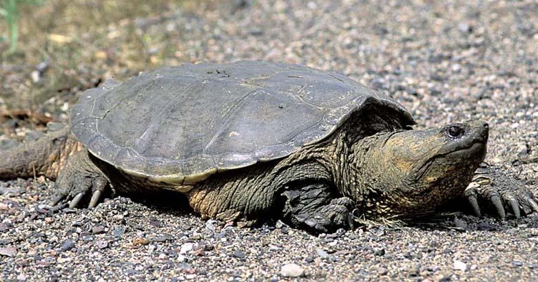 Cannundrums: Snapping Turtle Crockpot Stew