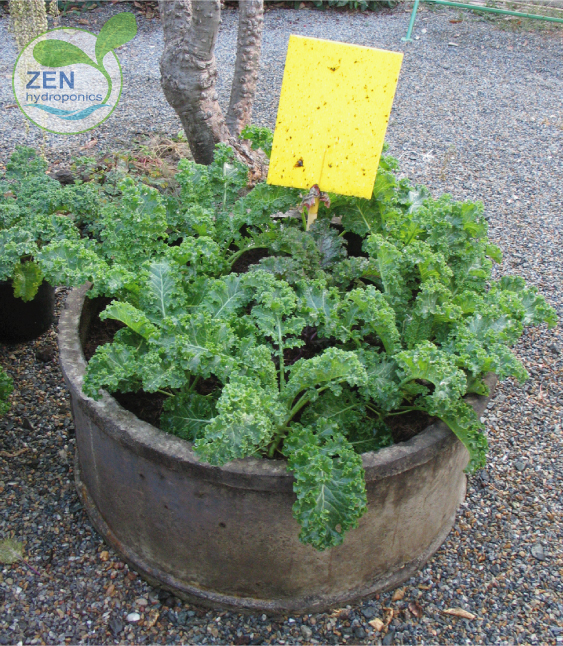 ZEN HYDROPONICS: คะน้าใบหยิกสีเขียวเอฟวัน (Green Kale / Kale Rogue F1)