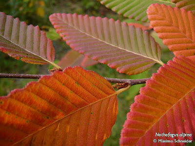 Argentina nativa: Raulí (Nothofagus alpina)