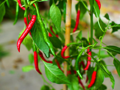 Klasifikasi dan Morfologi Cabai