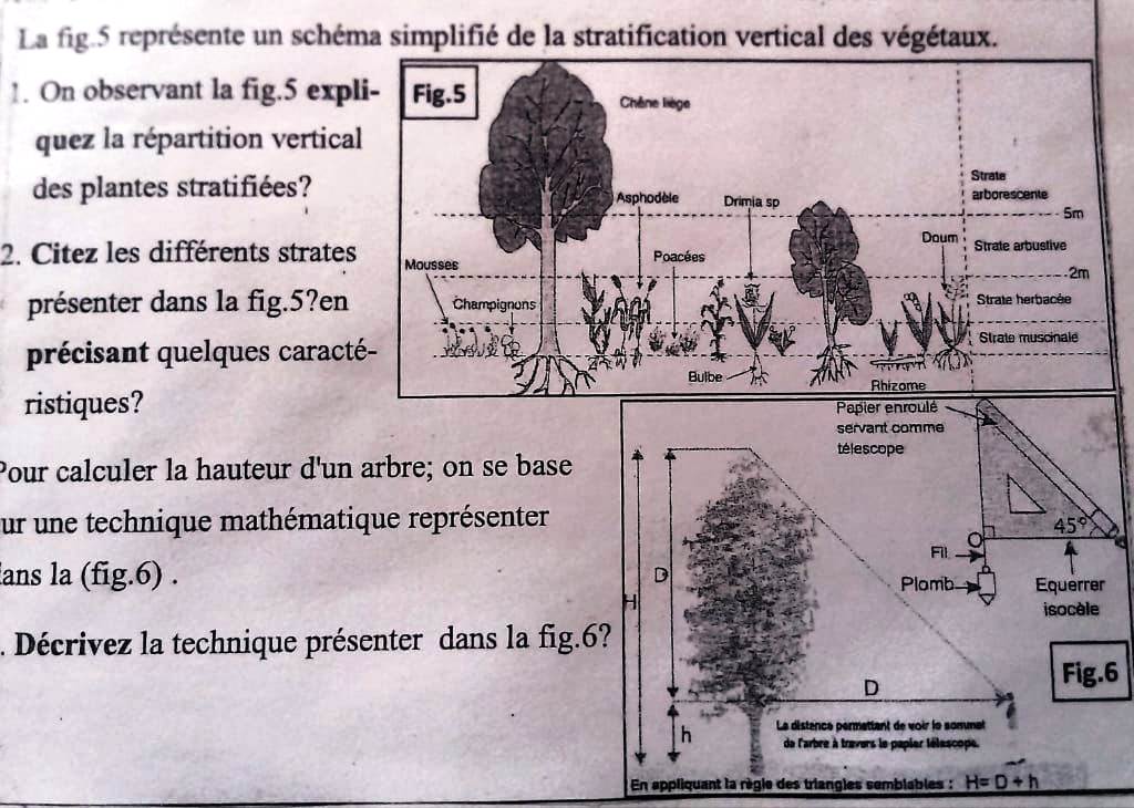 la sortie ecologique