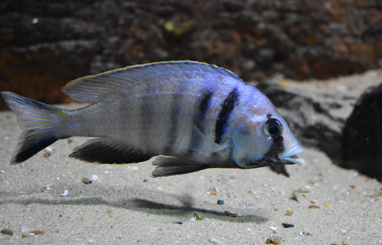 ZOOTOGRAFIANDO (6.096 ANIMALS): CÍCLIDO ELECTRA / DEEP WATER HAP ...