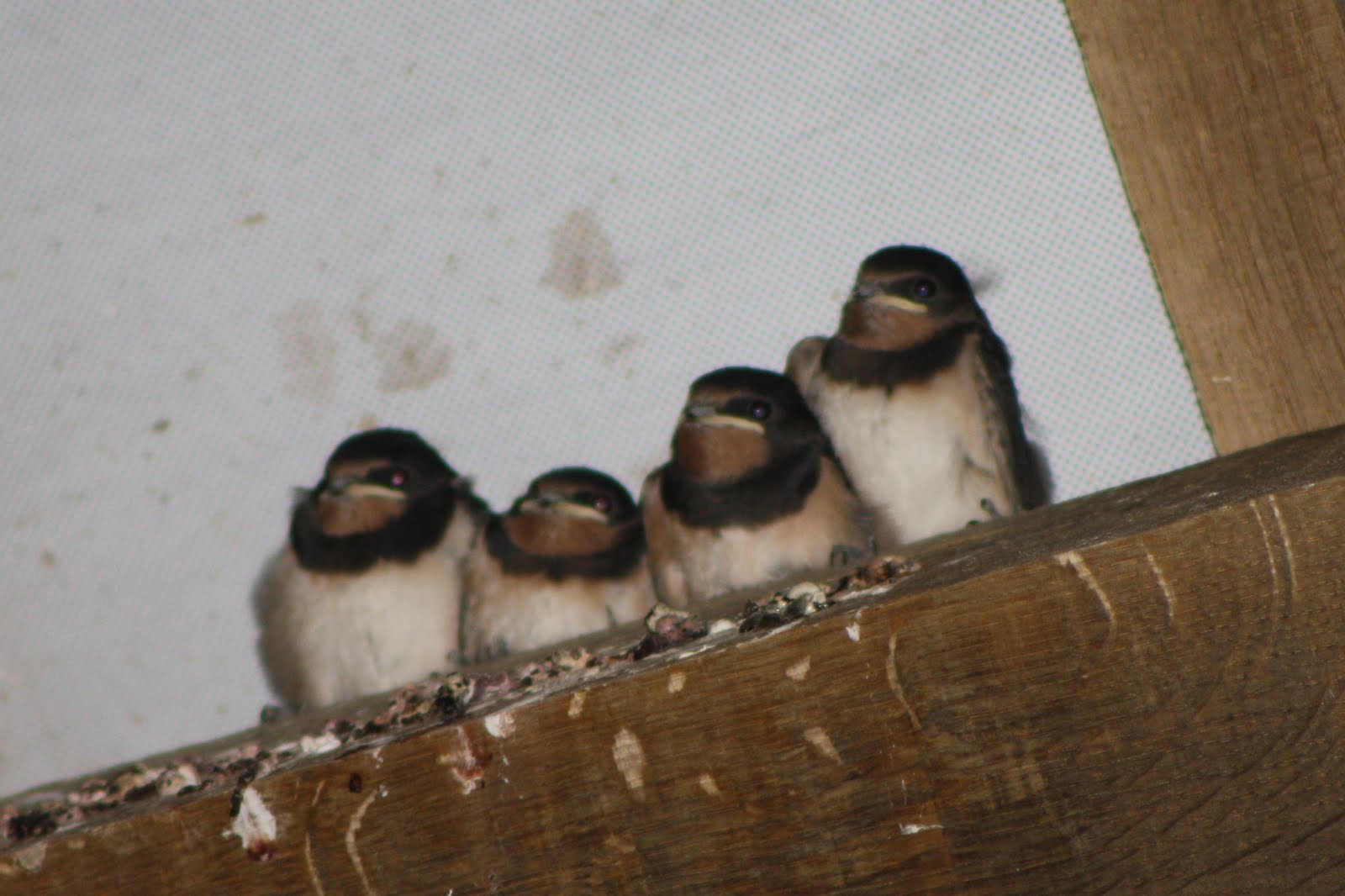 Phil and Mandys Wildlife (inc Moth's): Wales Visit with Mandy