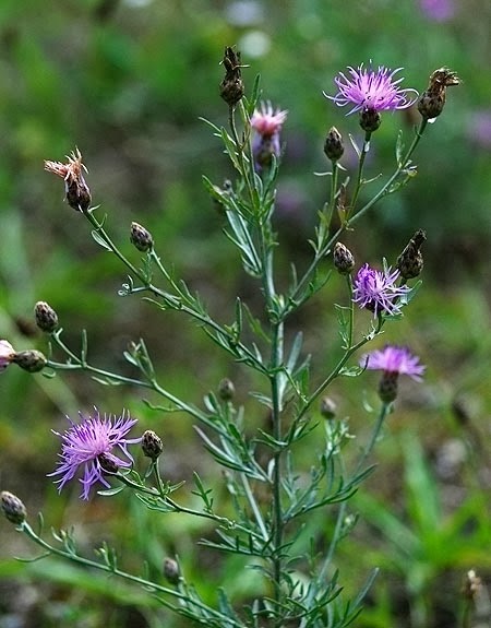 The Herb Hound: KNAPWEED