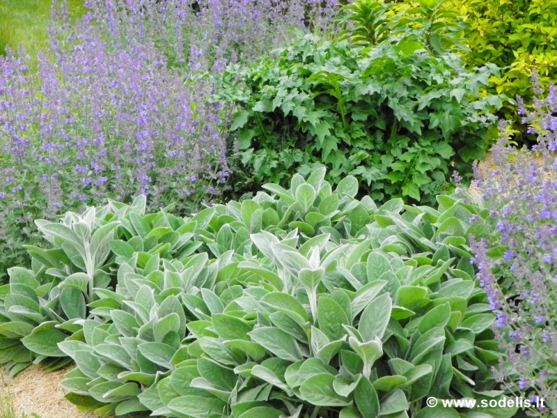 sodelis.lt: Derinys saulėtam gėlynui: akantai, katžolės, vilnotosios ...