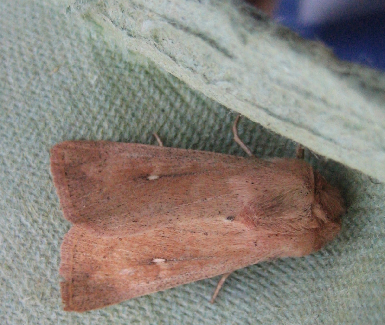 Martin's Moths: White rabbits! And some white moths. And many other ...