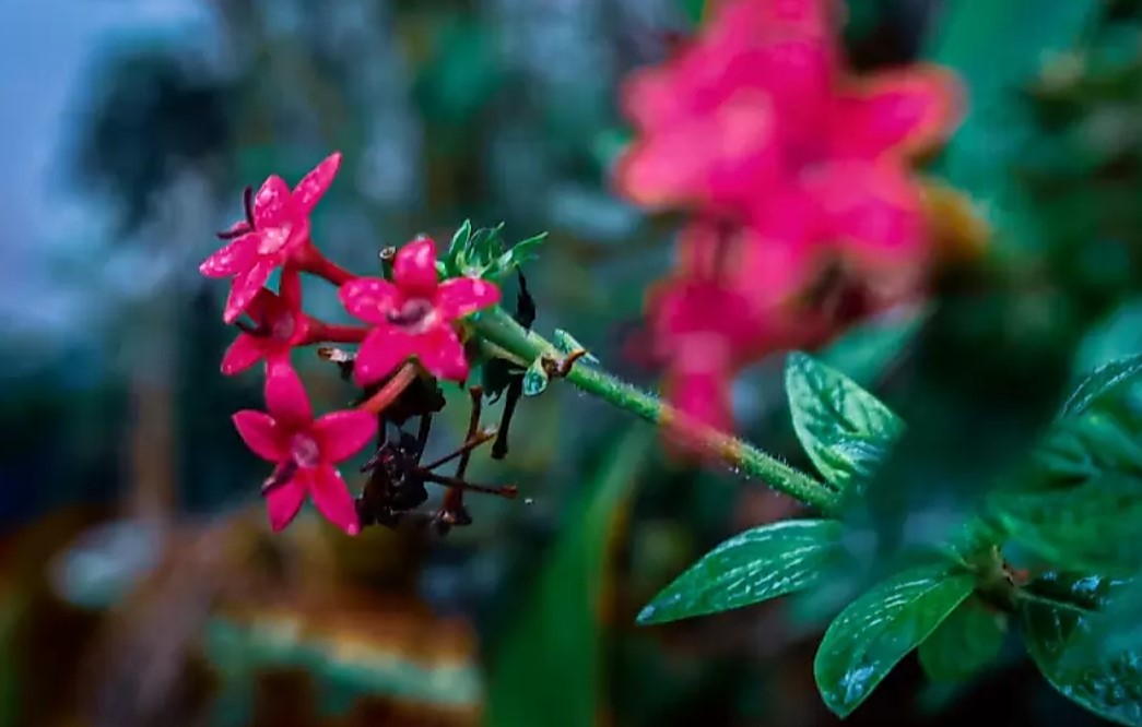 Nature Clicks Part 2