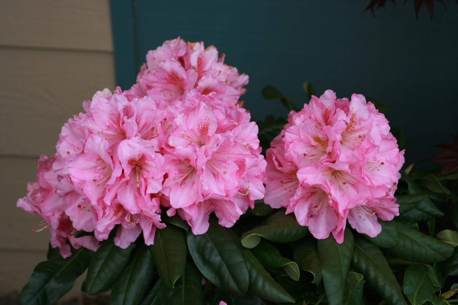 Valley View Nursery Blog: Beautiful Blooming Rhododendrons AKA Eye Candy!!