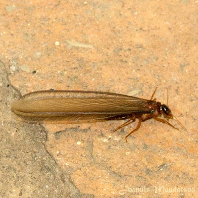 Insetologia - Identificação de insetos: Cupim Alado em São Paulo