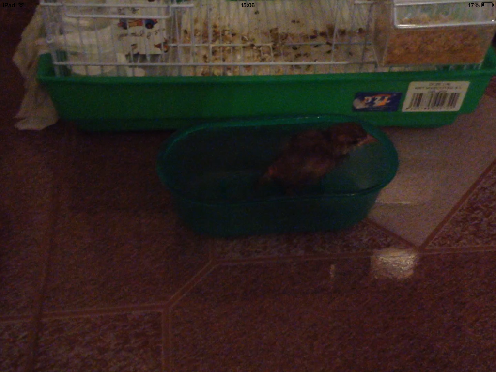 Blog de pollete: Mi pequeño gorrion hasta su segundo mes de vida