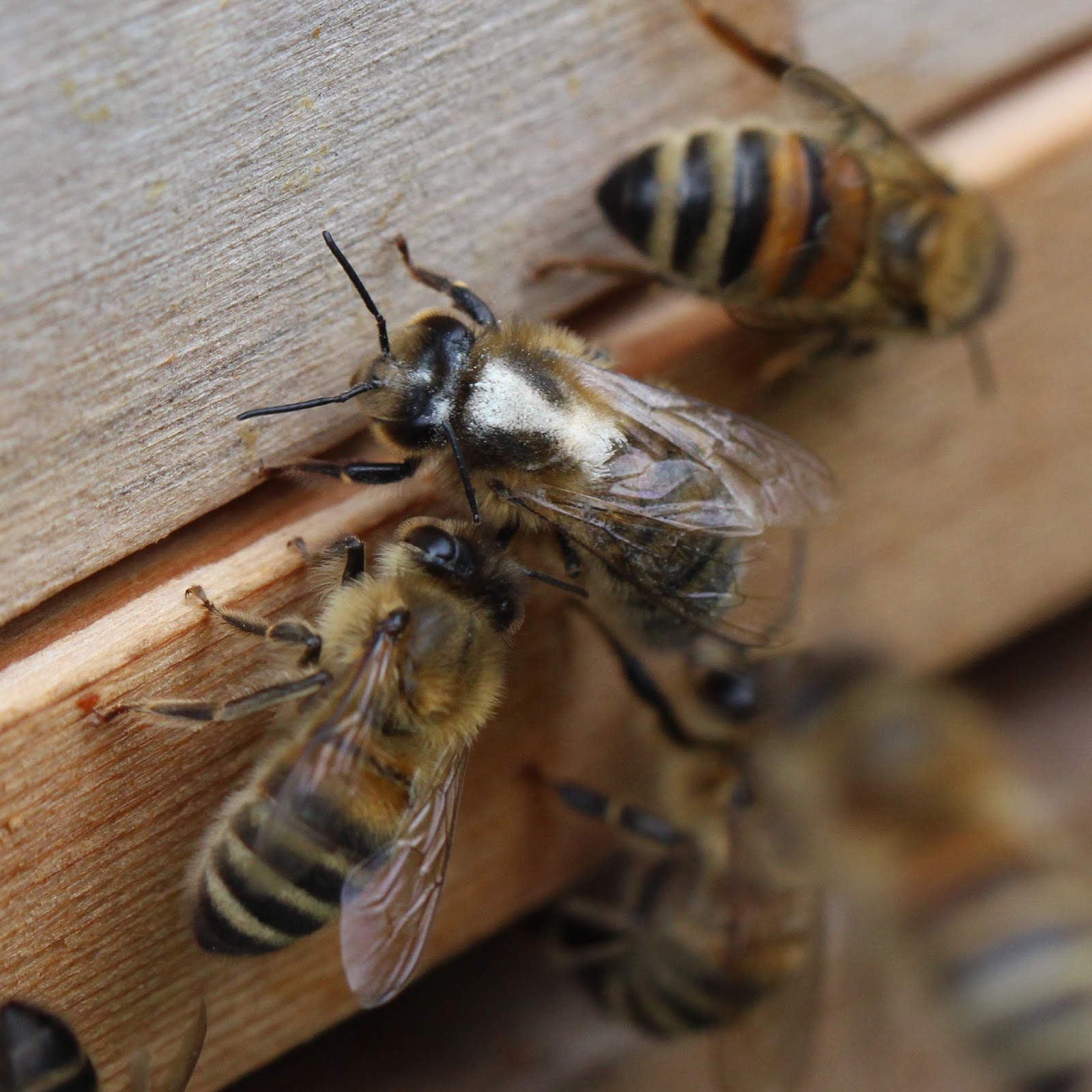 TrogTrogBlog: Ghost bees