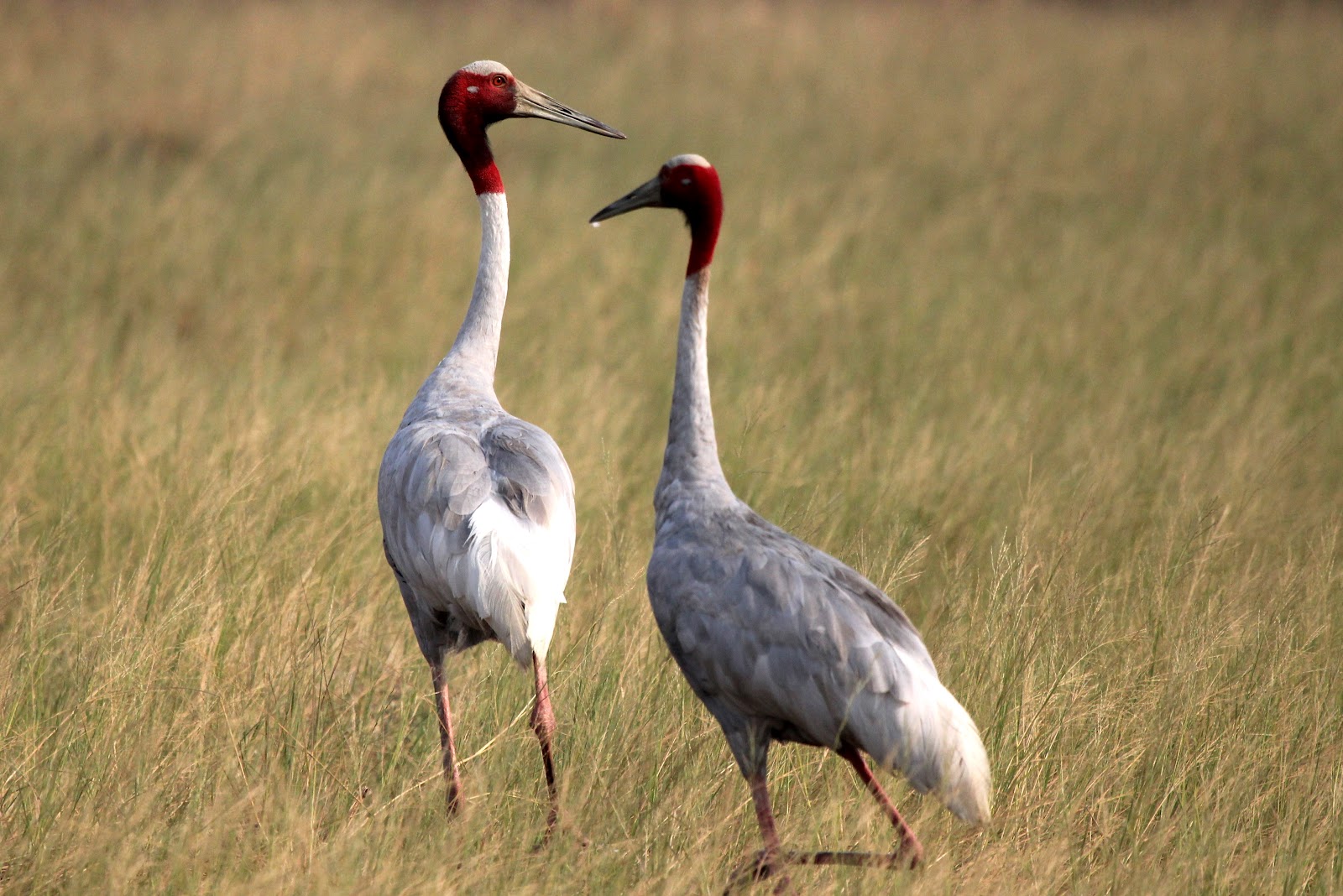 My Birding Trails...: World's tallest flying bird '' The Sarus Crane''