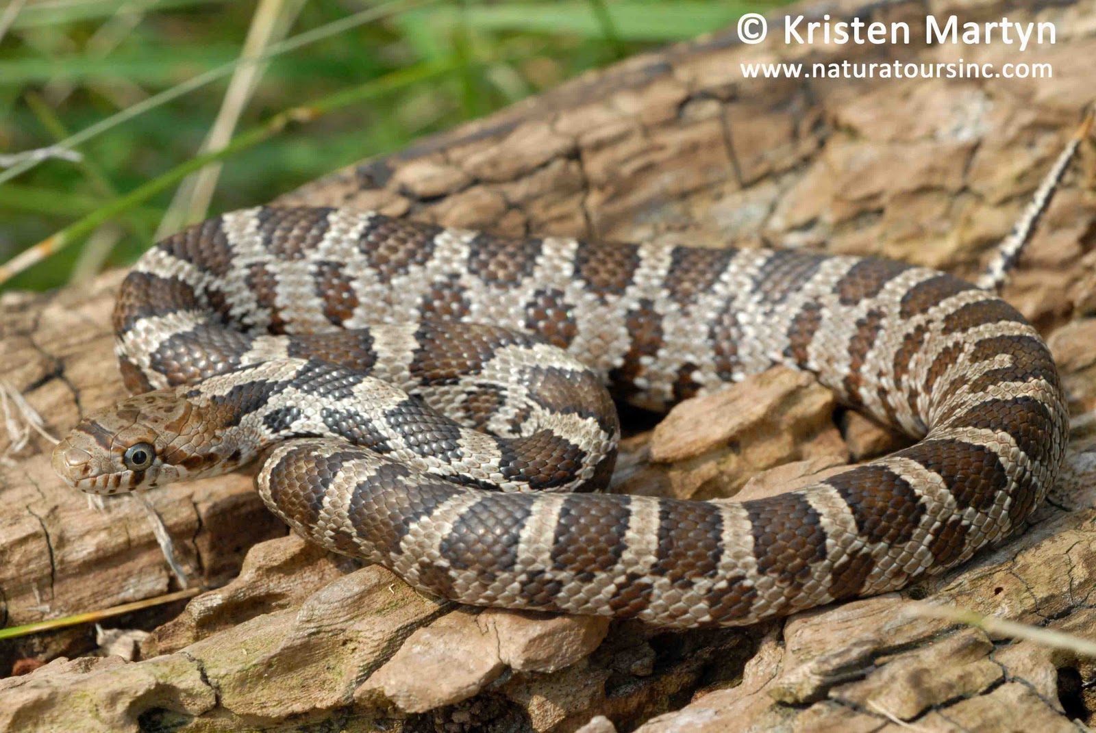SAR Snakes | Nature Notes Blog