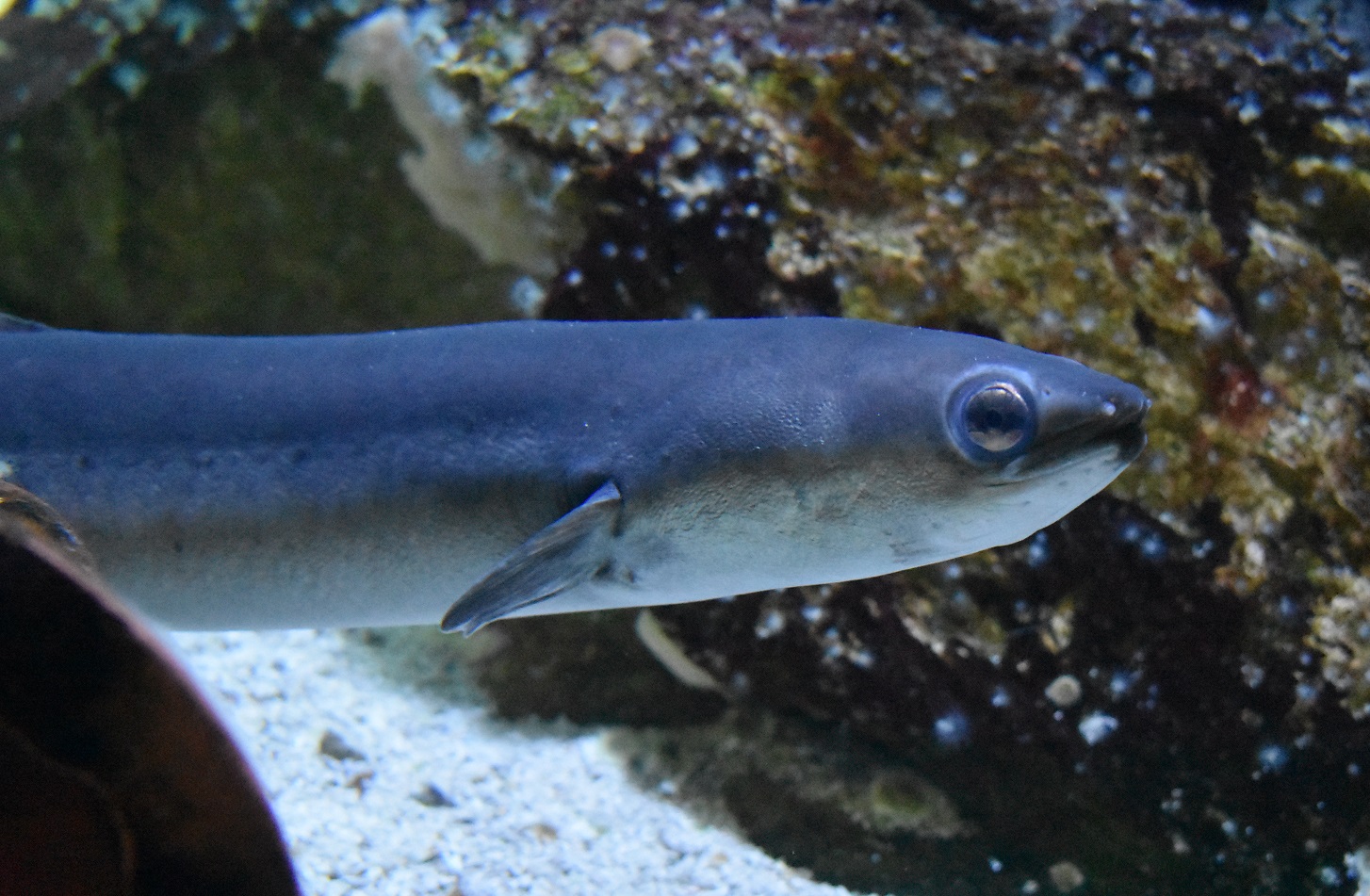 ZOOTOGRAFIANDO (5.836 ANIMALS): ANGUILA COMÚN / EUROPEAN EEL (Anguilla ...