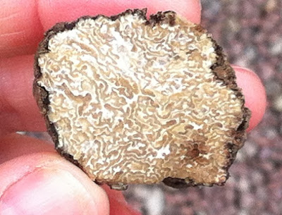 Elfvabjer: Tryffel - svamp i häcken